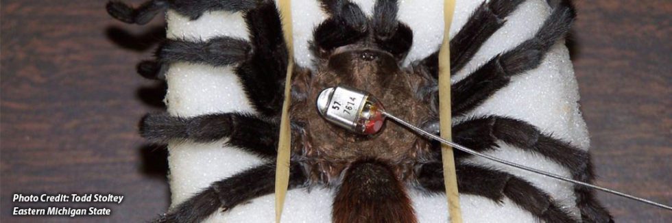 Research Transmitters | Wildlife Materials, Inc. | Professional Tracking